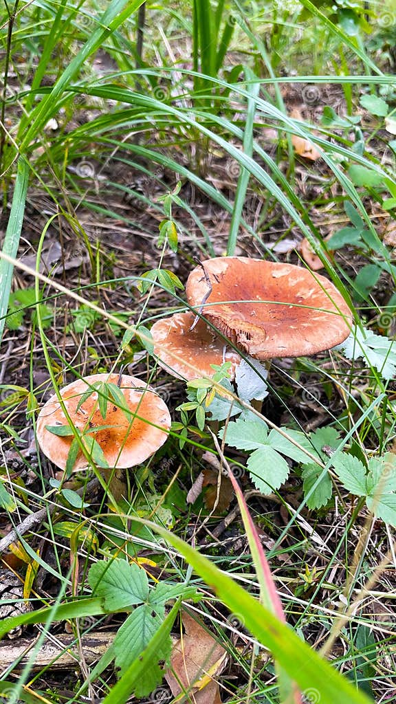 Close-up of Small Toadstool Mushrooms in the Forest Stock Image - Image ...