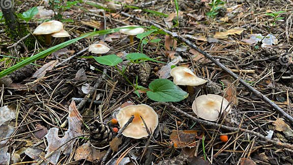 Close-up of Small Toadstool Mushrooms in the Forest Stock Image - Image ...