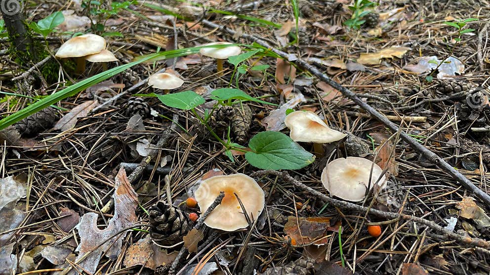 Close-up of Small Toadstool Mushrooms in the Forest Stock Image - Image ...