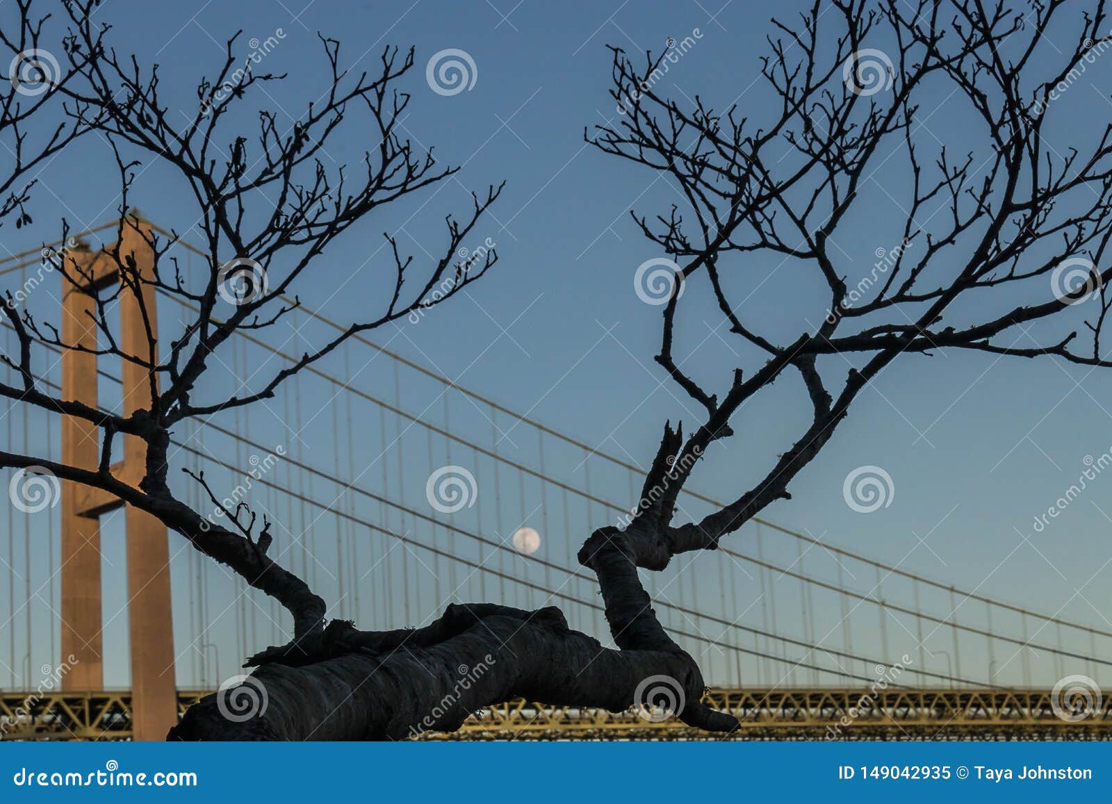 Close Up of a Small Tree Branch in Front of a Suspension Bridge Stock ...