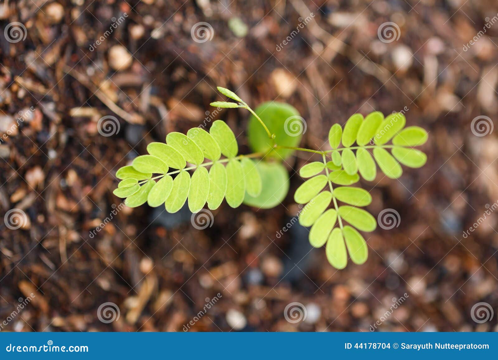 Close up small tree stock photo. Image of small, grow - 44178704