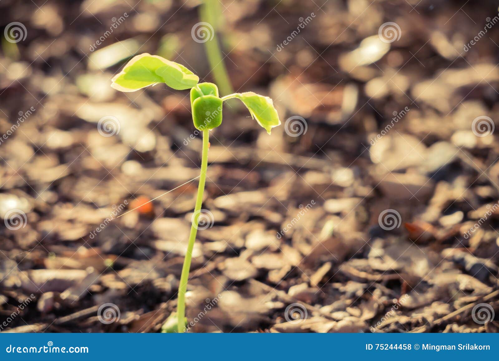 Close Up of the Small Tree in Morning and Sun Light Stock Photo - Image ...