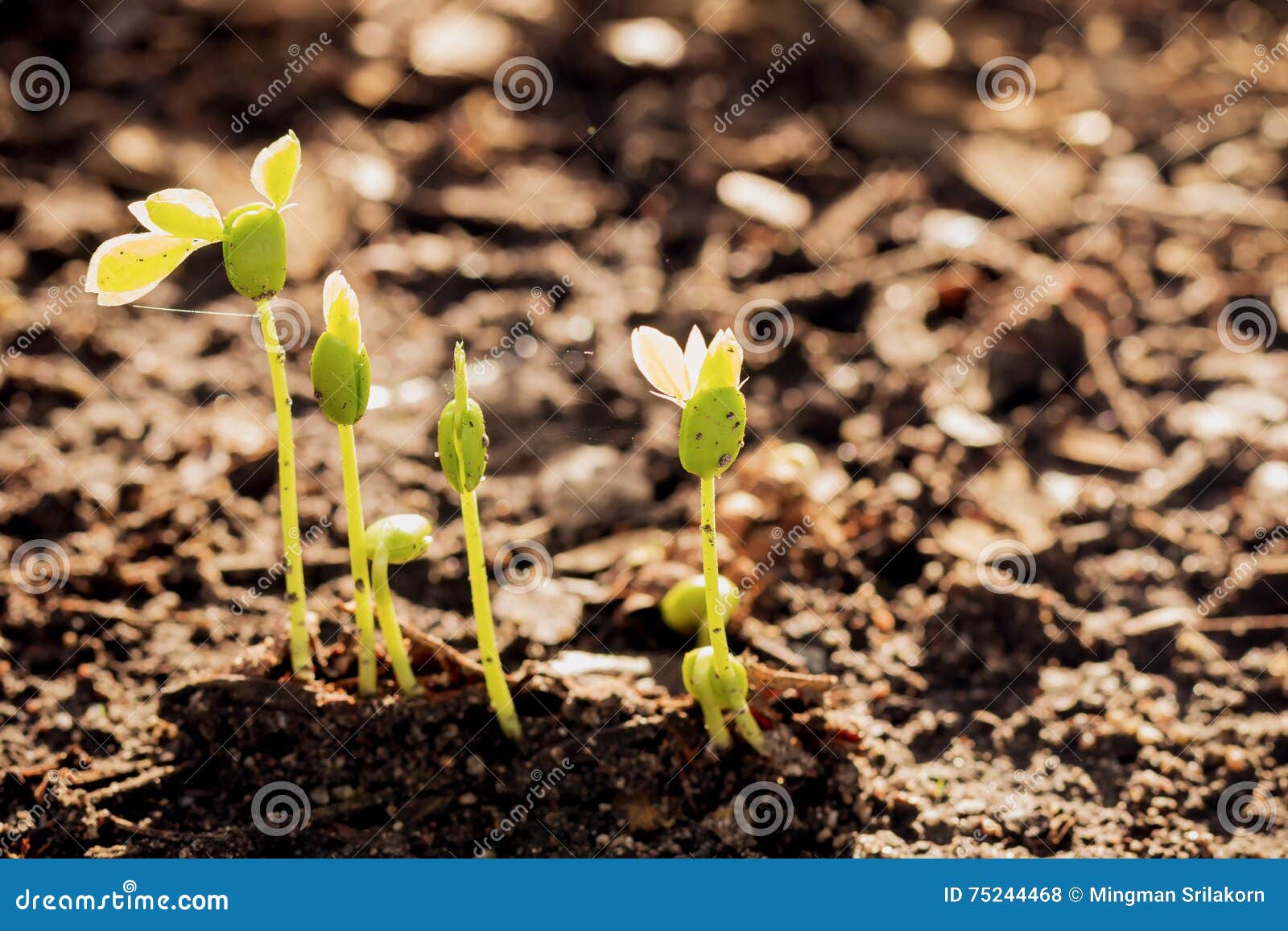 Close Up of the Small Tree in Morning and Sun Light Stock Photo - Image ...