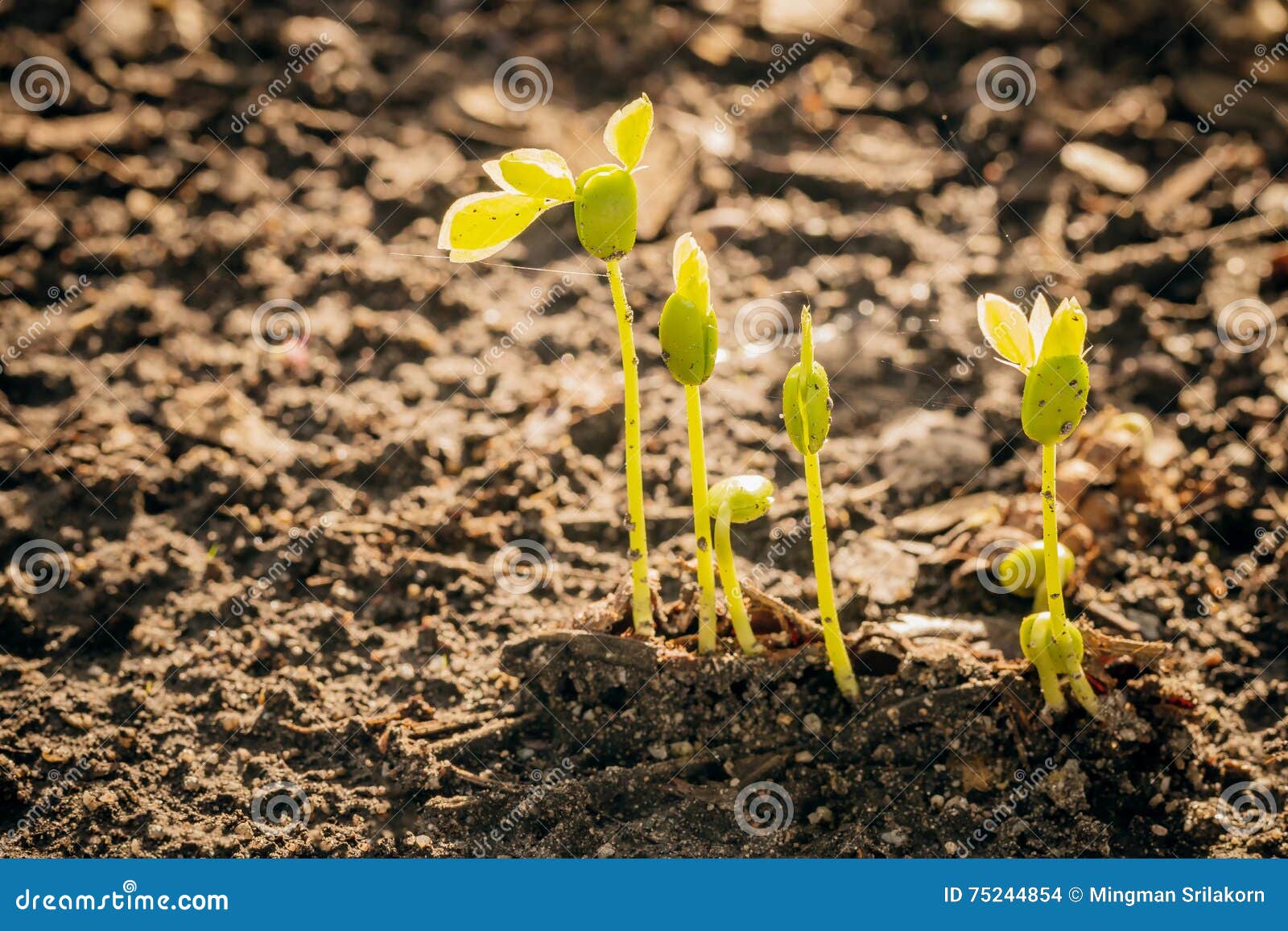Close Up of the Small Tree in Morning and Sun Light Stock Photo - Image ...