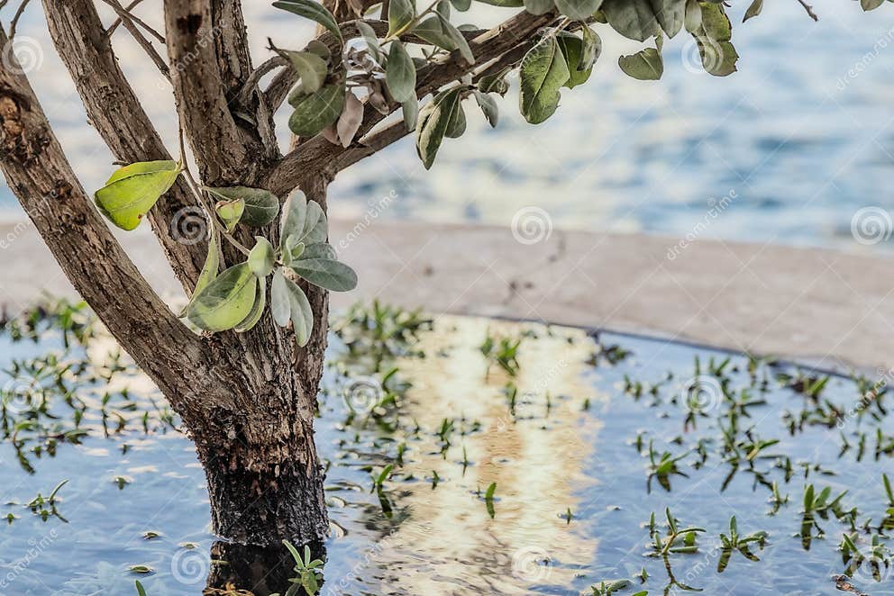 Close Up of Small Tree Surrounded by Water with Roots Under Water and ...
