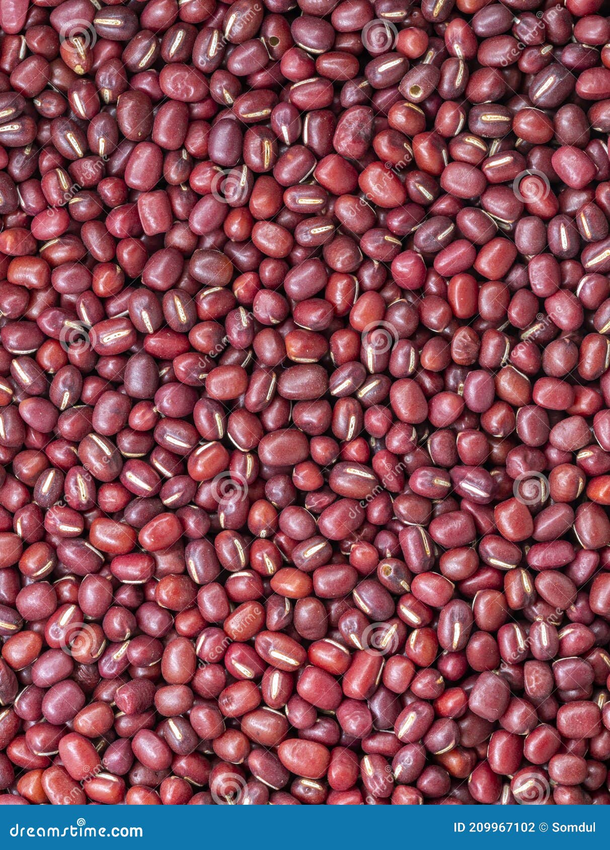 Close Up the Small Type of Red Beans, Vertical Image. Fill the Vertical ...