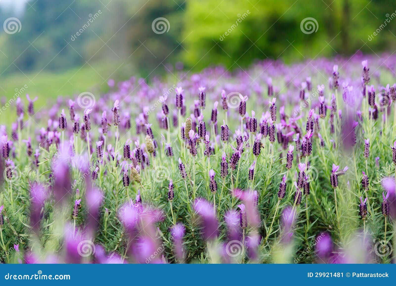 7,937 Small Violet Flowers Flower Field Stock Photos - Free & Royalty ...