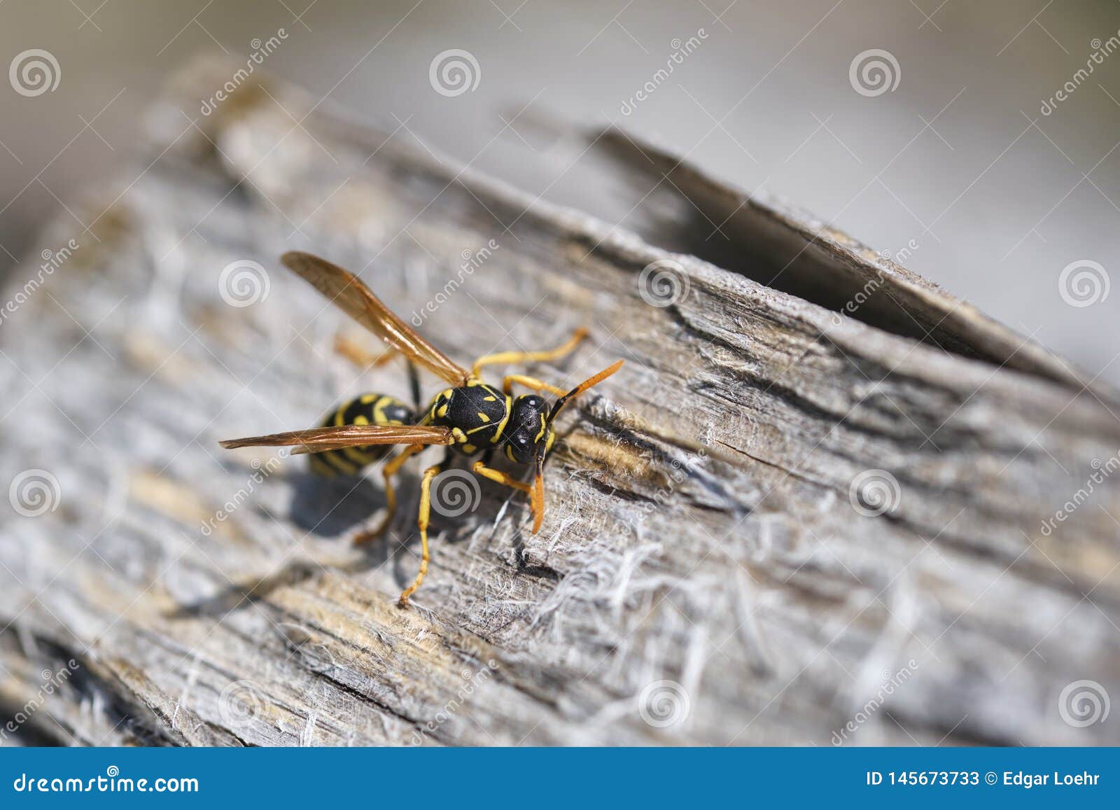 Wasp on wood stock image. Image of sunny, nature, closeup - 145673733