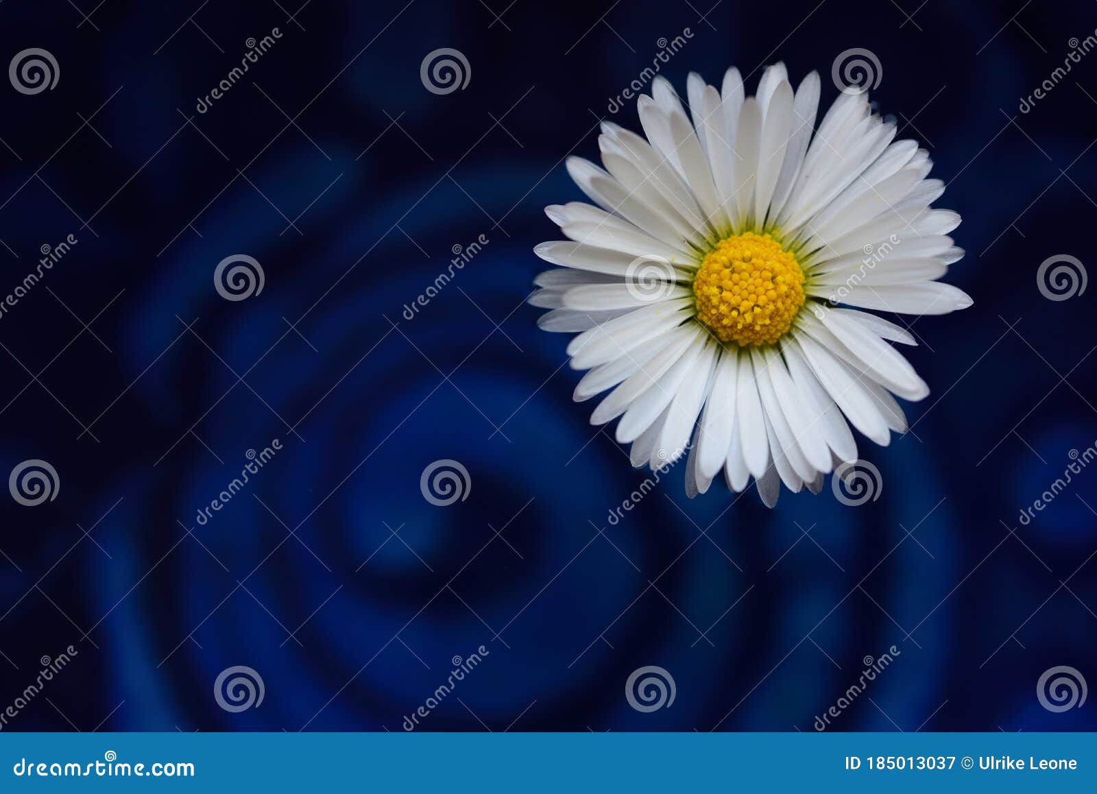 Close Up of a Small White Daisy Moving in Front of Blue Water with ...