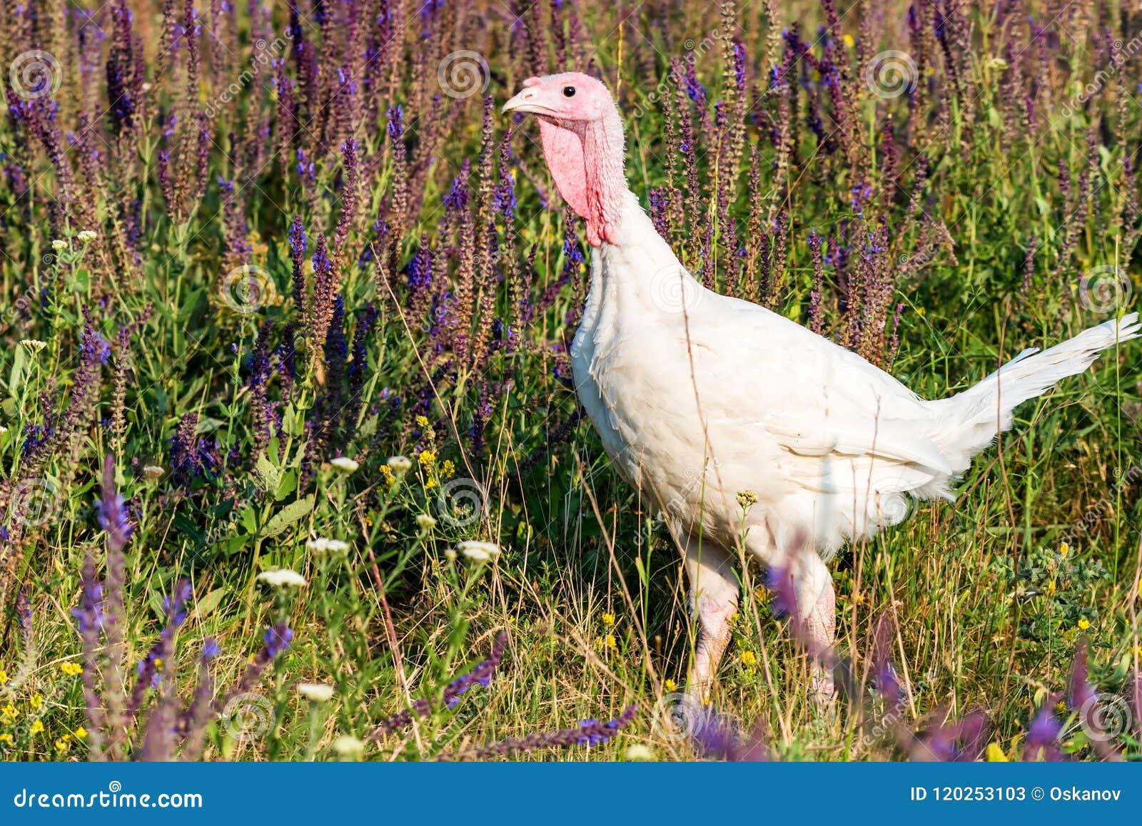 Small White Turkey Walks on Grass Stock Image - Image of agriculture ...