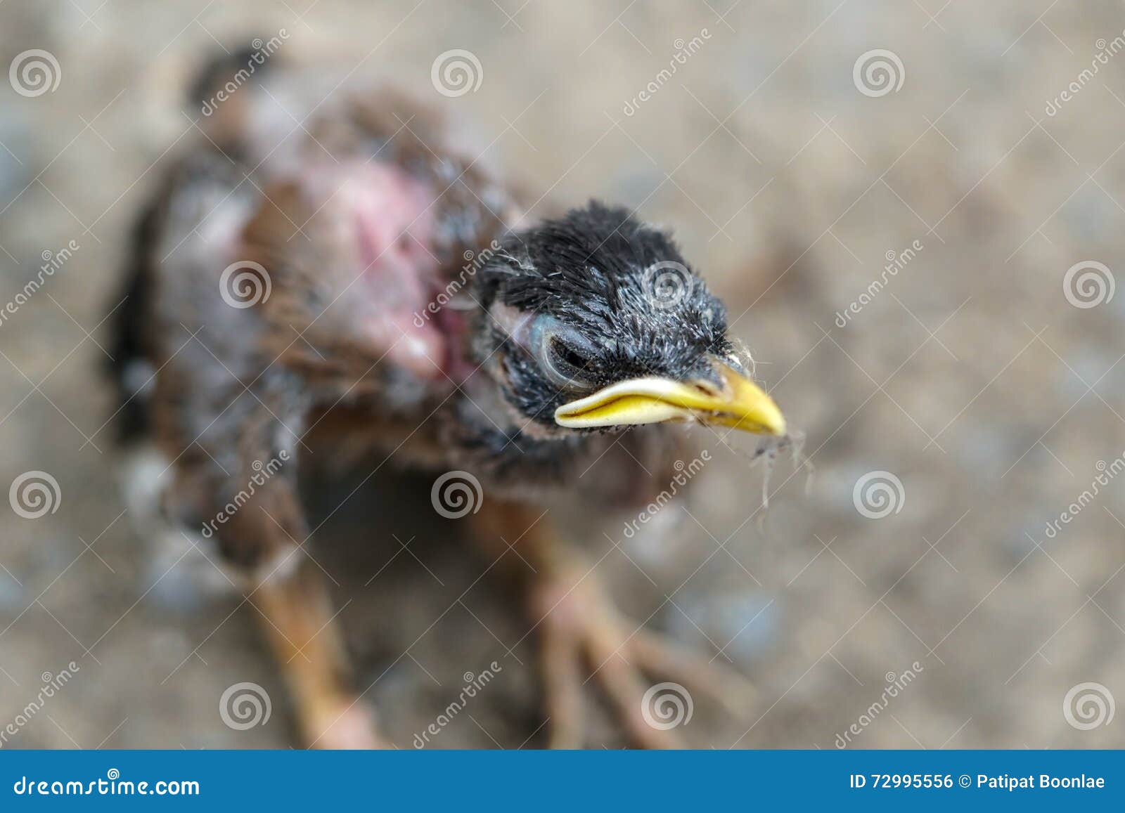 Close Up of Small Young Common Myna Stock Photo - Image of little ...