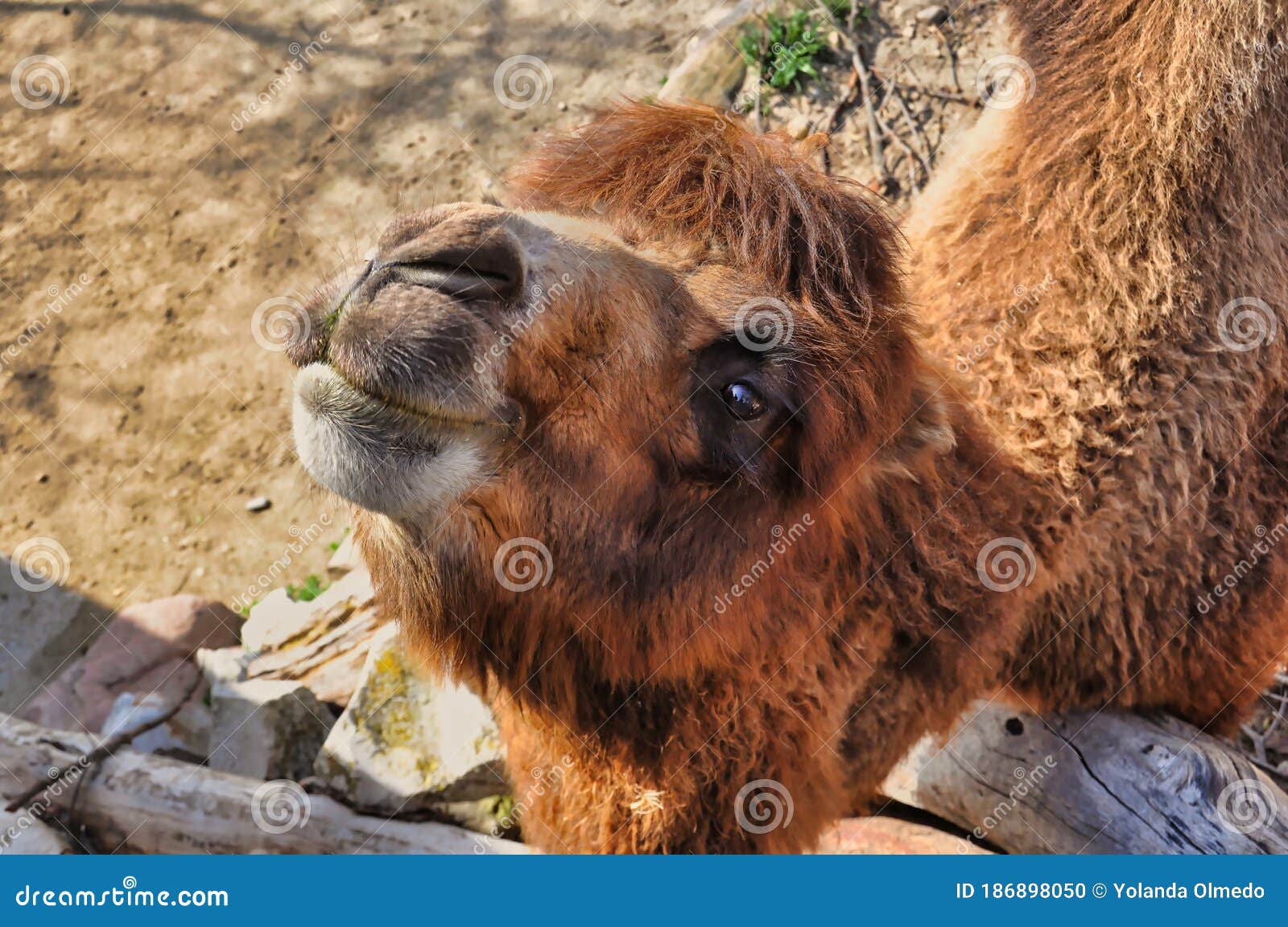 Close-up of a Smiling Camel`s Face Stock Photo - Image of dromedary ...