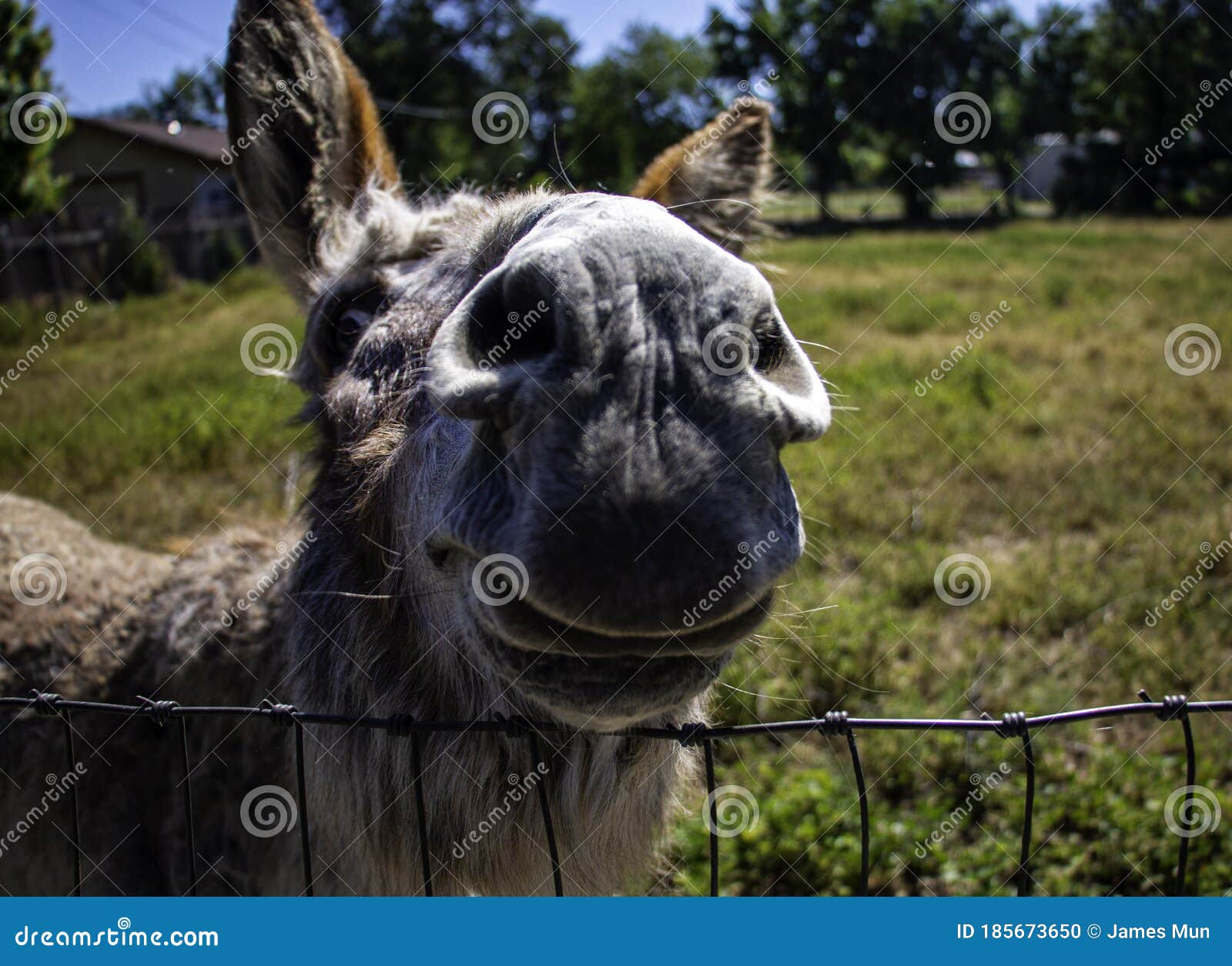 Close Up of a Smiling Donkey Stock Photo - Image of smiling, shot ...
