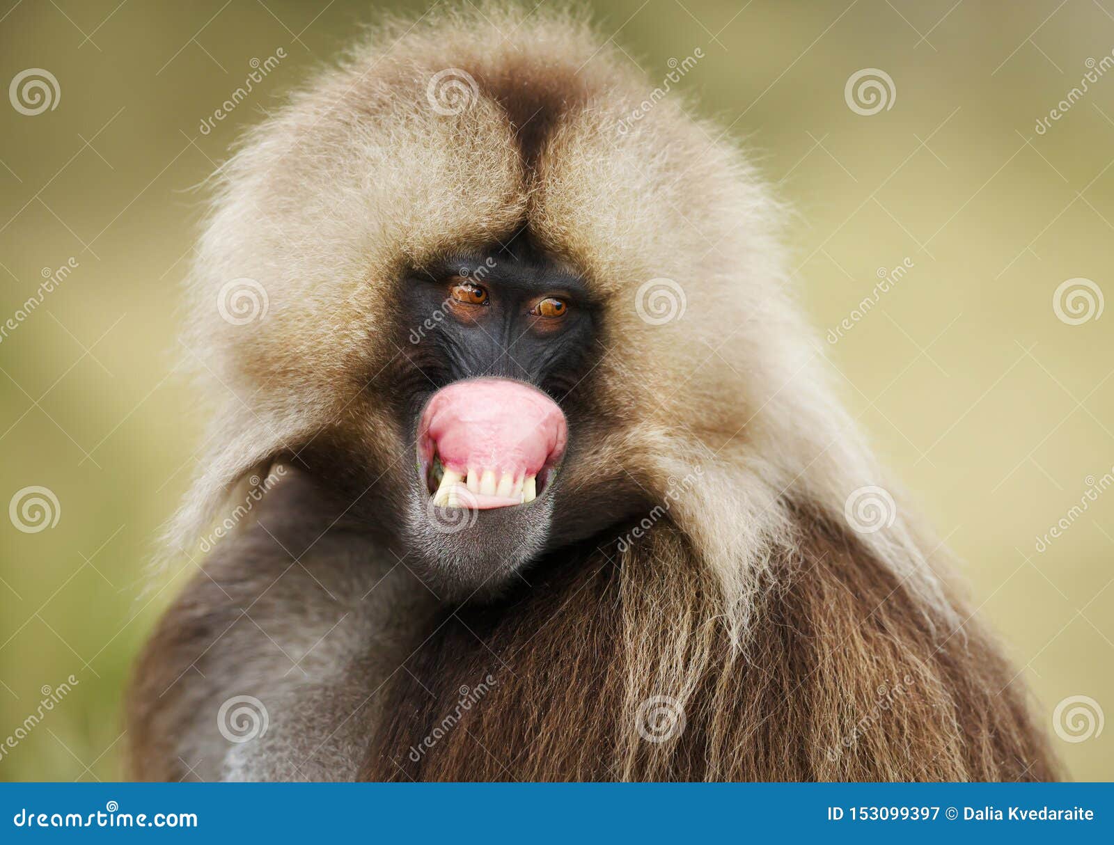 Close Up of a Smiling Gelada Monkey Showing Off His Gums Stock Image ...