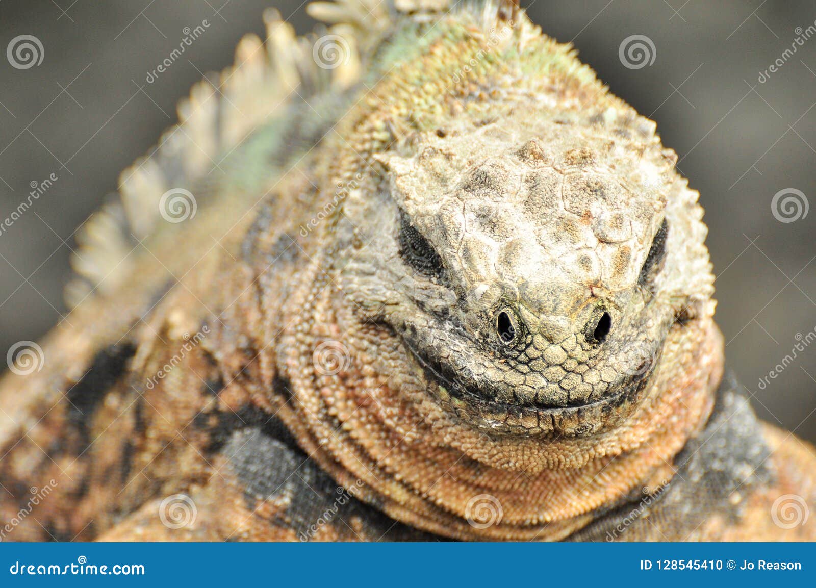 Close Up of a Smiling Iguana Stock Photo - Image of smiling, macro ...