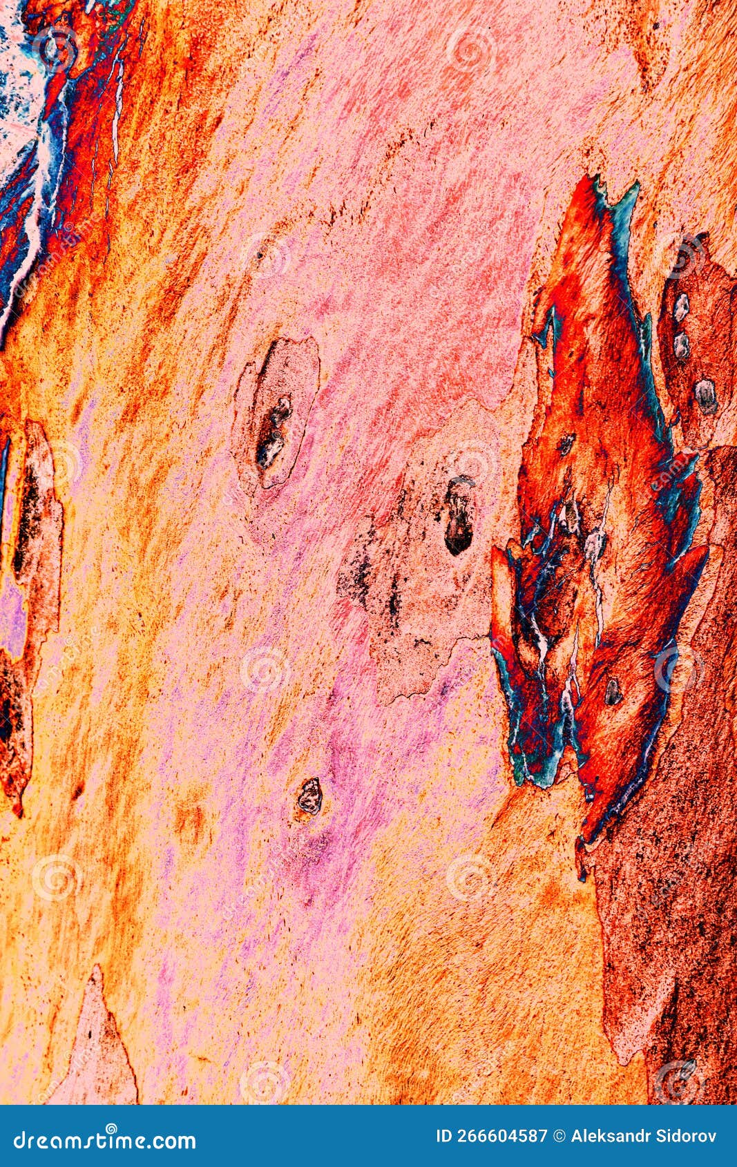 Close-up of Smooth Tree Bark, Smooth Bark with Few Knots. Changed Color ... Close-up of Smooth Tree Bark, Smooth Bark with Few Knots. Changed Color ...