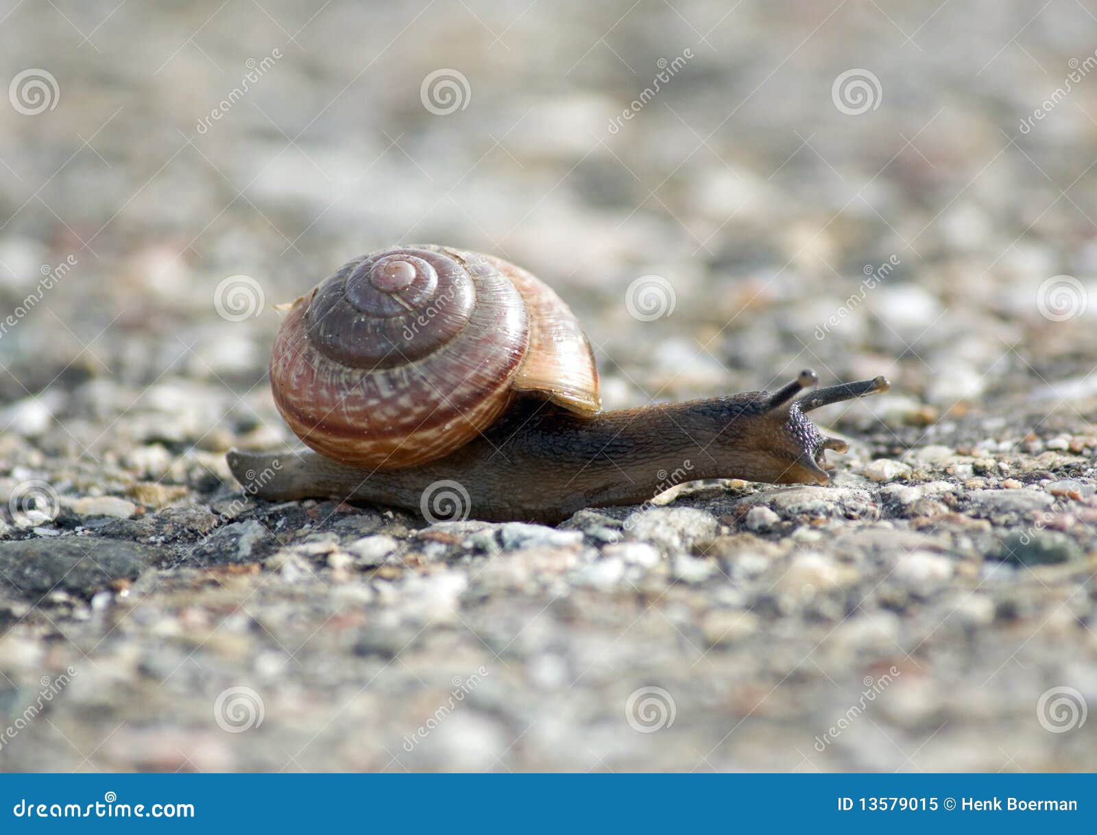 Close-up from a snail stock image. Image of kids, snale - 13579015