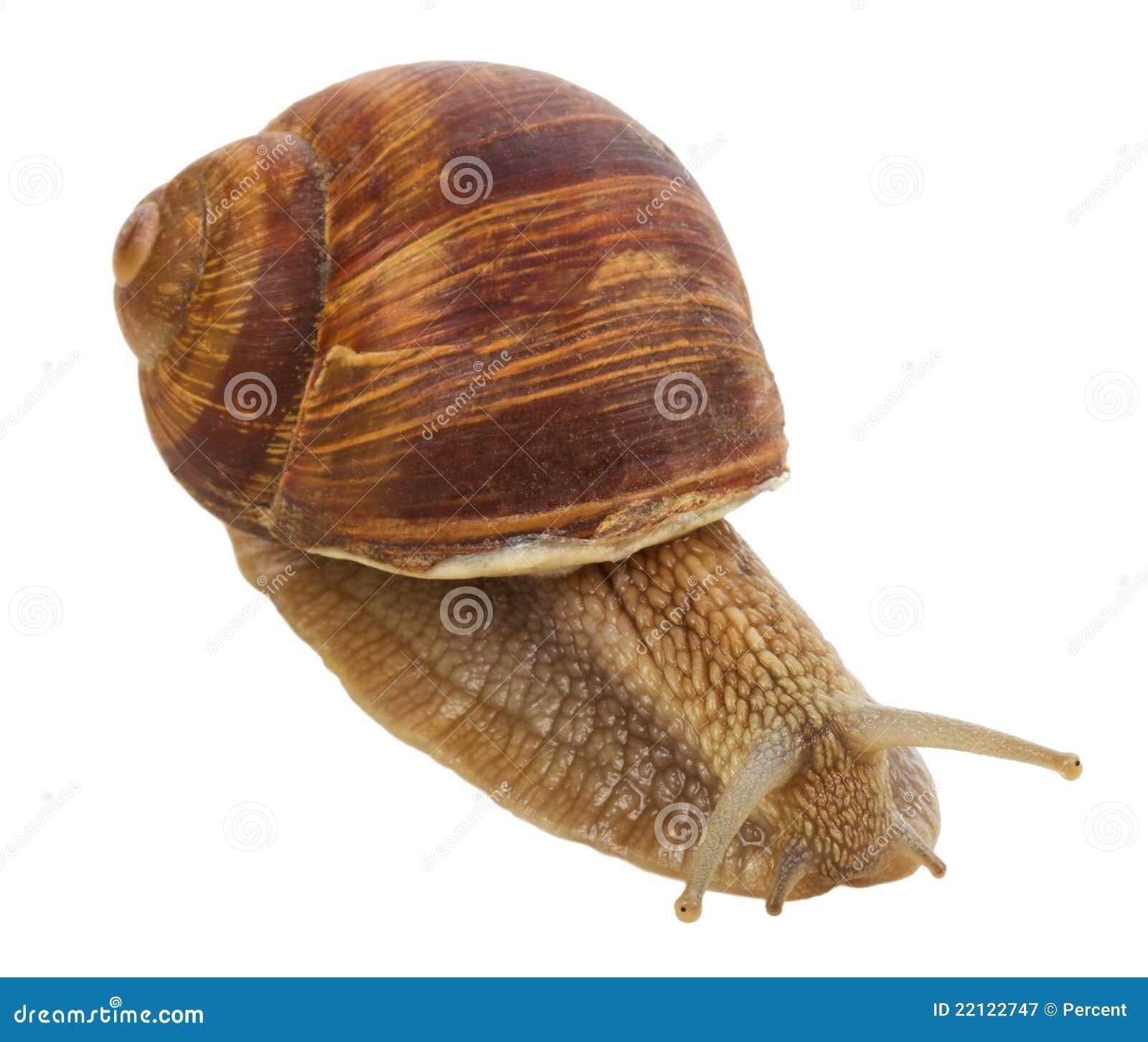 Close-up snail stock image. Image of sticky, whorls, crawls - 22122747