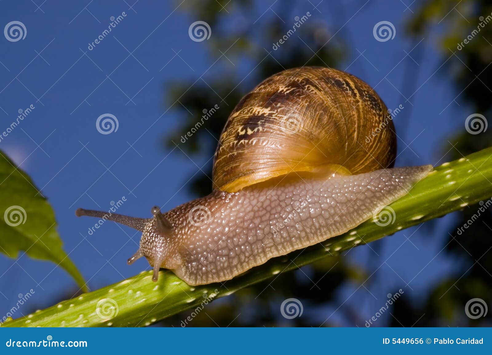 Close up snail. stock photo. Image of animal, wildlife - 5449656
