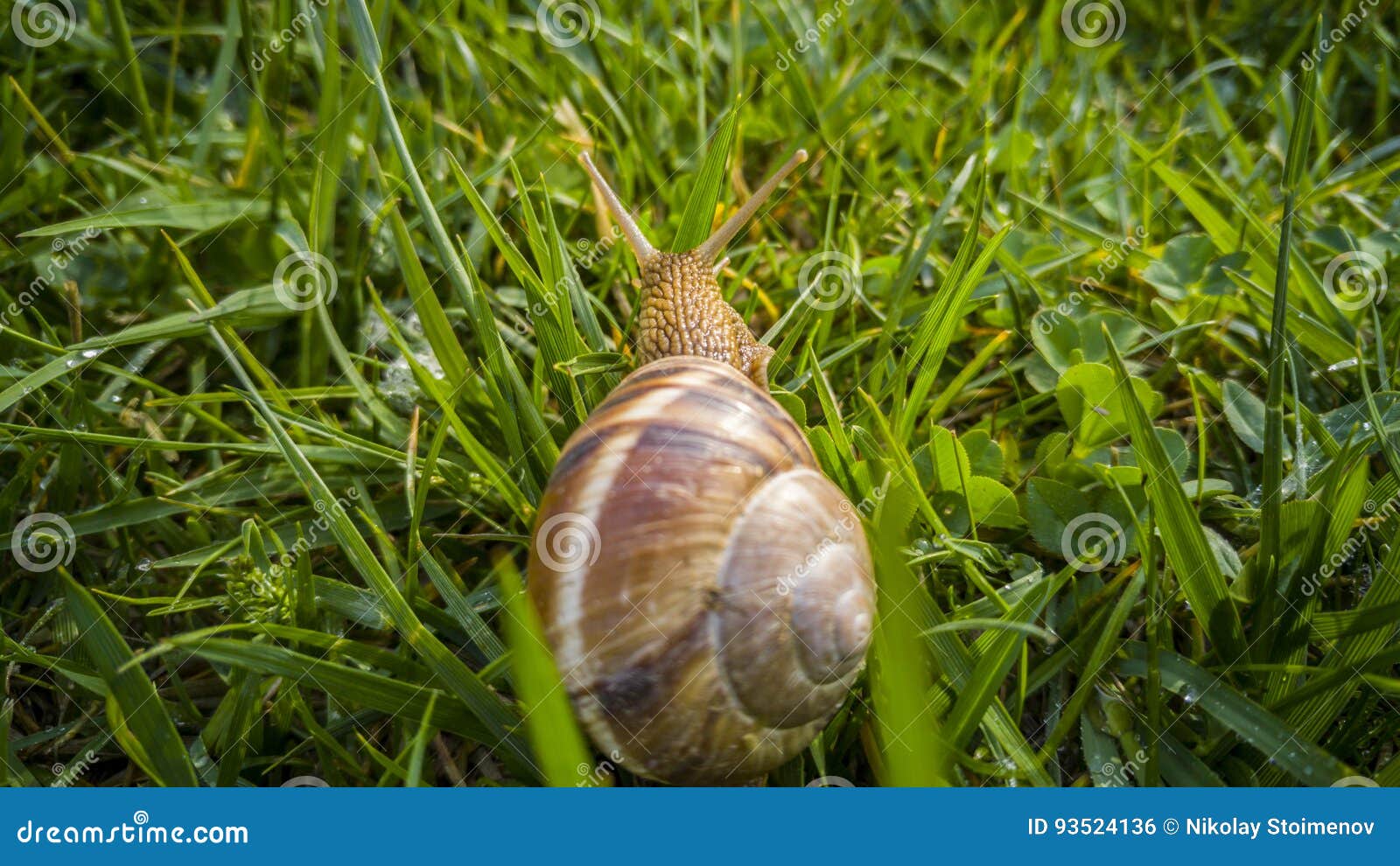 Close up of a snail stock photo. Image of grass, mollusk - 93524136