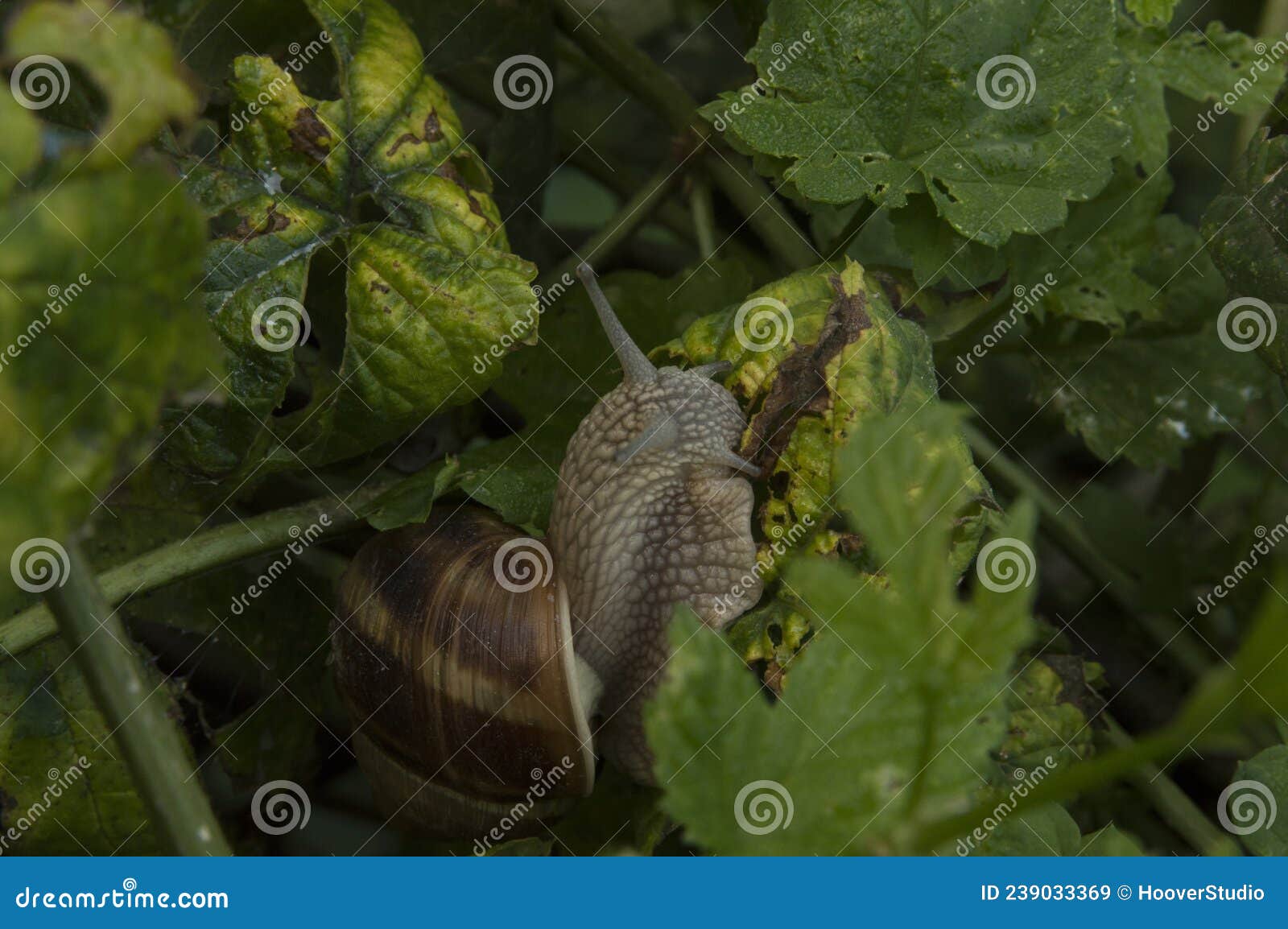 Close-up: Snail Consuming Common Hop Leaves Stock Image - Image of ...