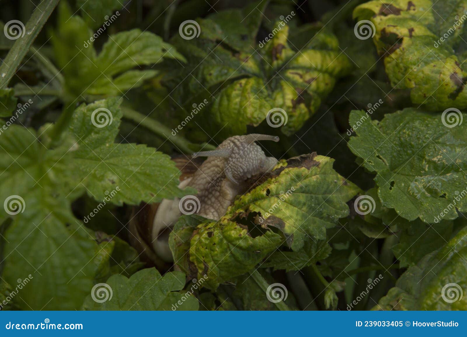 Close-up: Snail Consuming Common Hop Leaves Stock Image - Image of ...