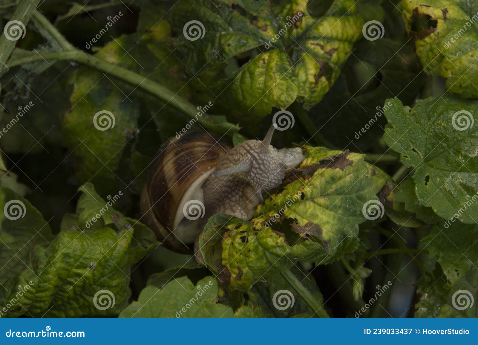 Close-up: Snail Consuming Common Hop Leaves Stock Image - Image of ...