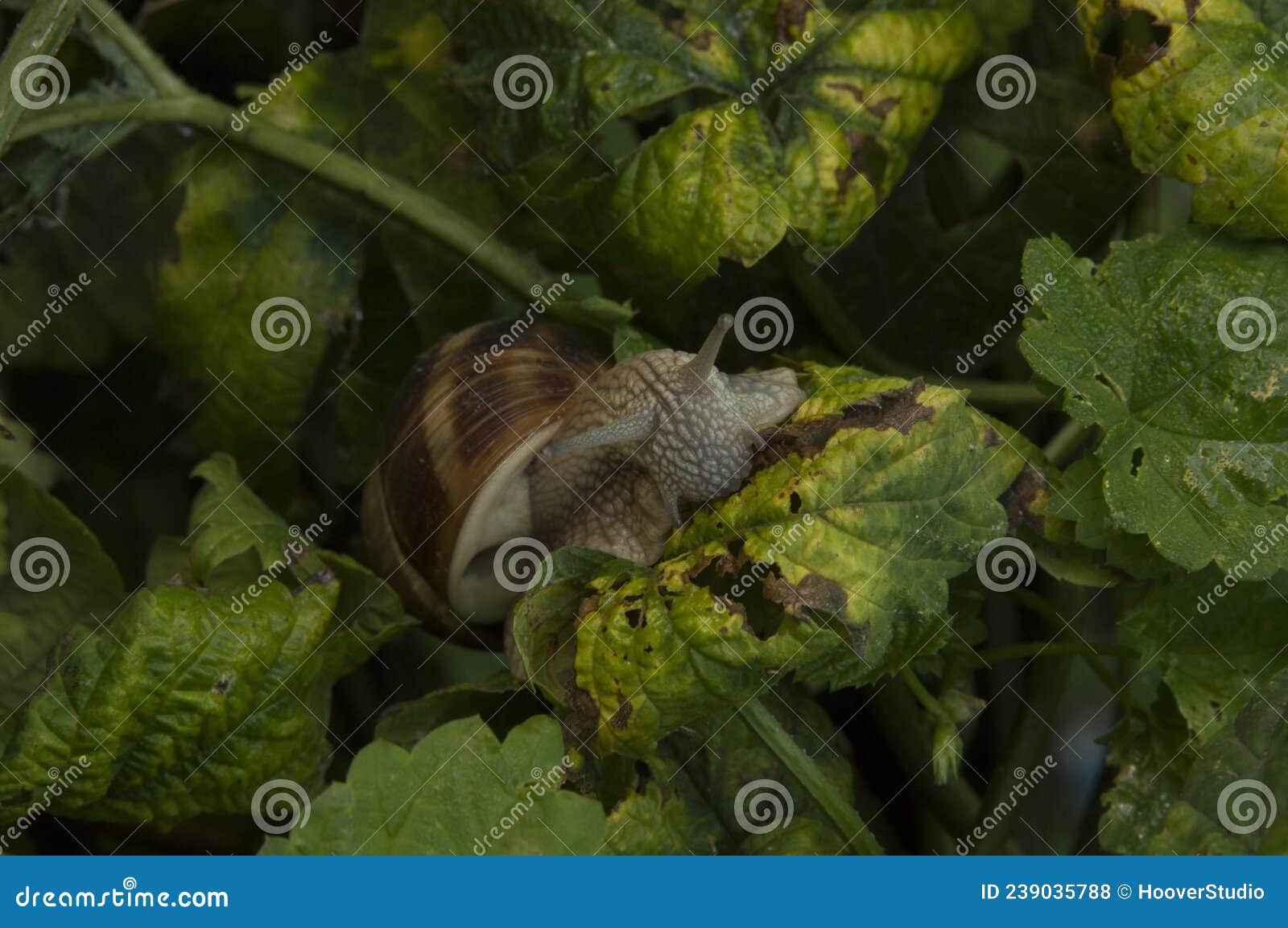 Close-up: Snail Consuming Common Hop Leaves Stock Photo - Image of ...