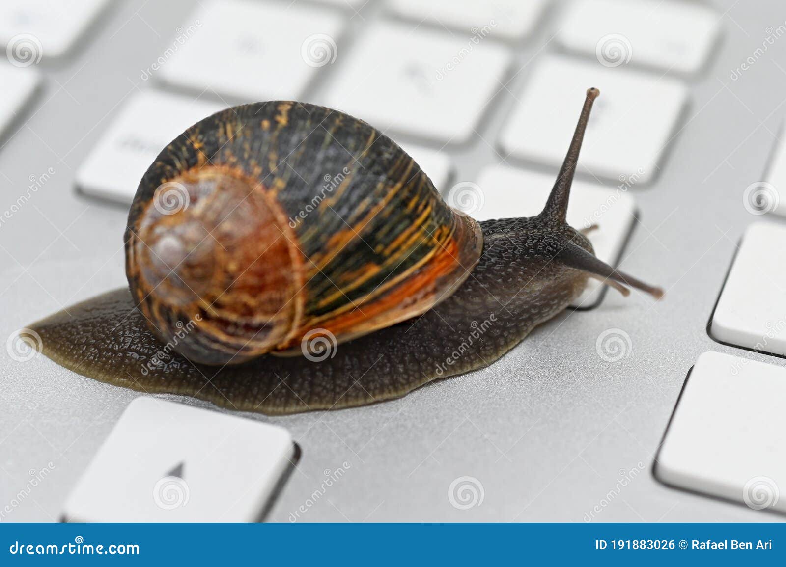 Slow Snail Crawling on Computer Keyboard Stock Photo - Image of macro ...
