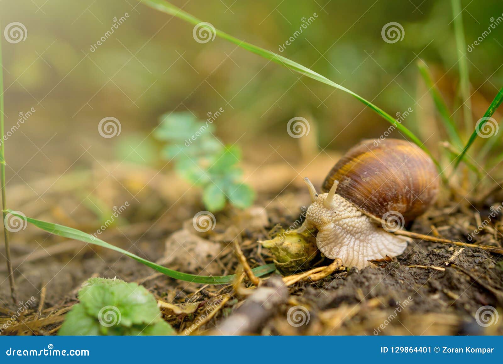 Close Up of Snail Crawling on Soil in Forest Stock Image - Image of ...
