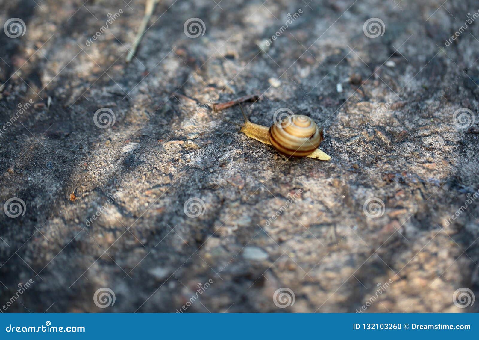 Close-up Snail Crawling on a Stone. Stock Photo - Image of crawling ...