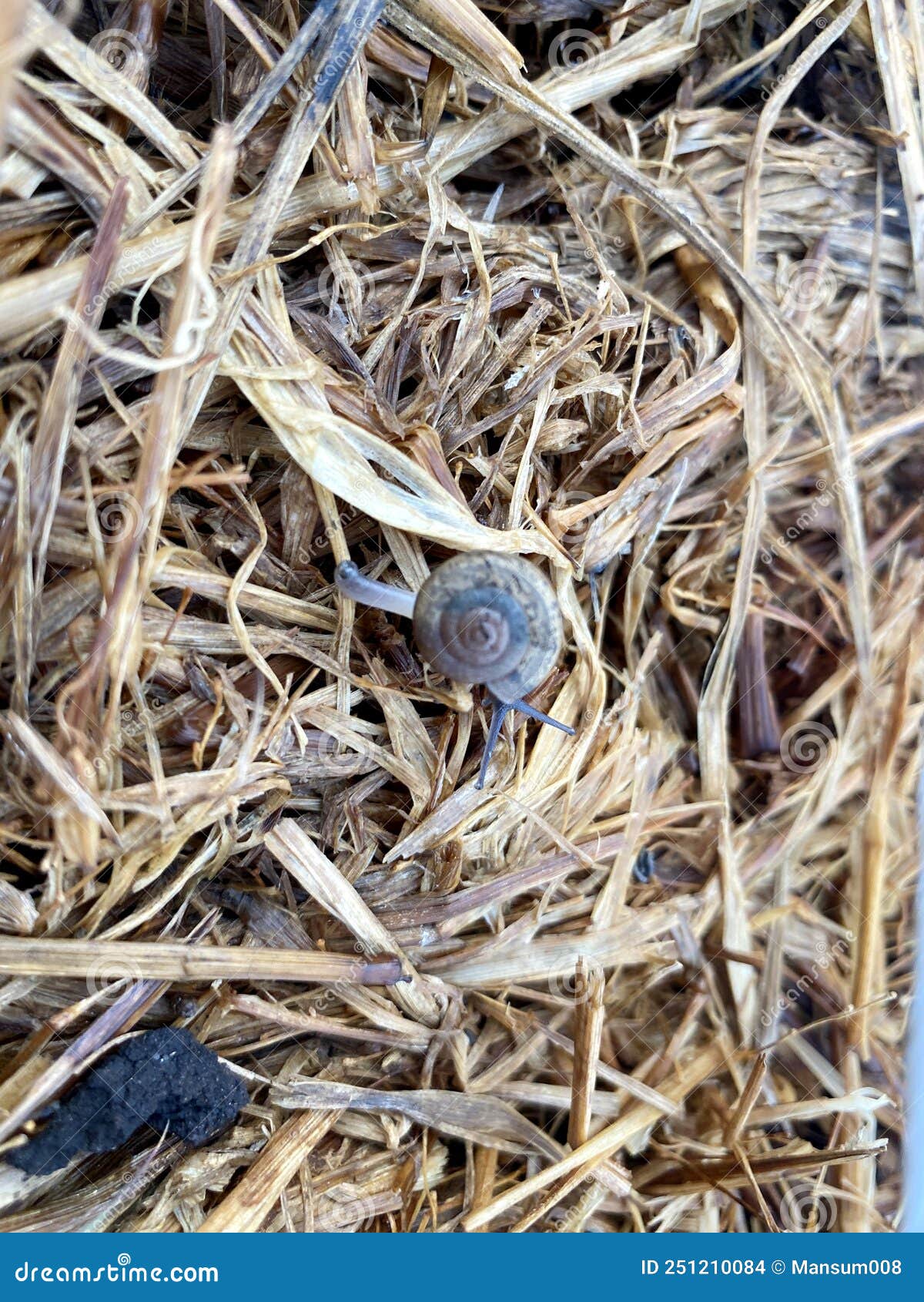 Snail Crawling on the Straw Stock Photo - Image of green, snail: 251210084