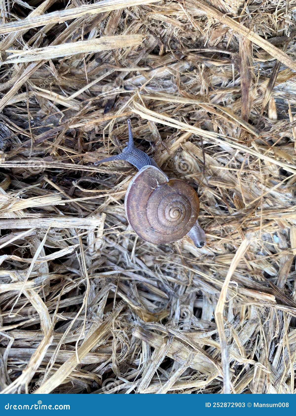 Snail Crawling on the Straw Stock Image - Image of green, focus: 252872903