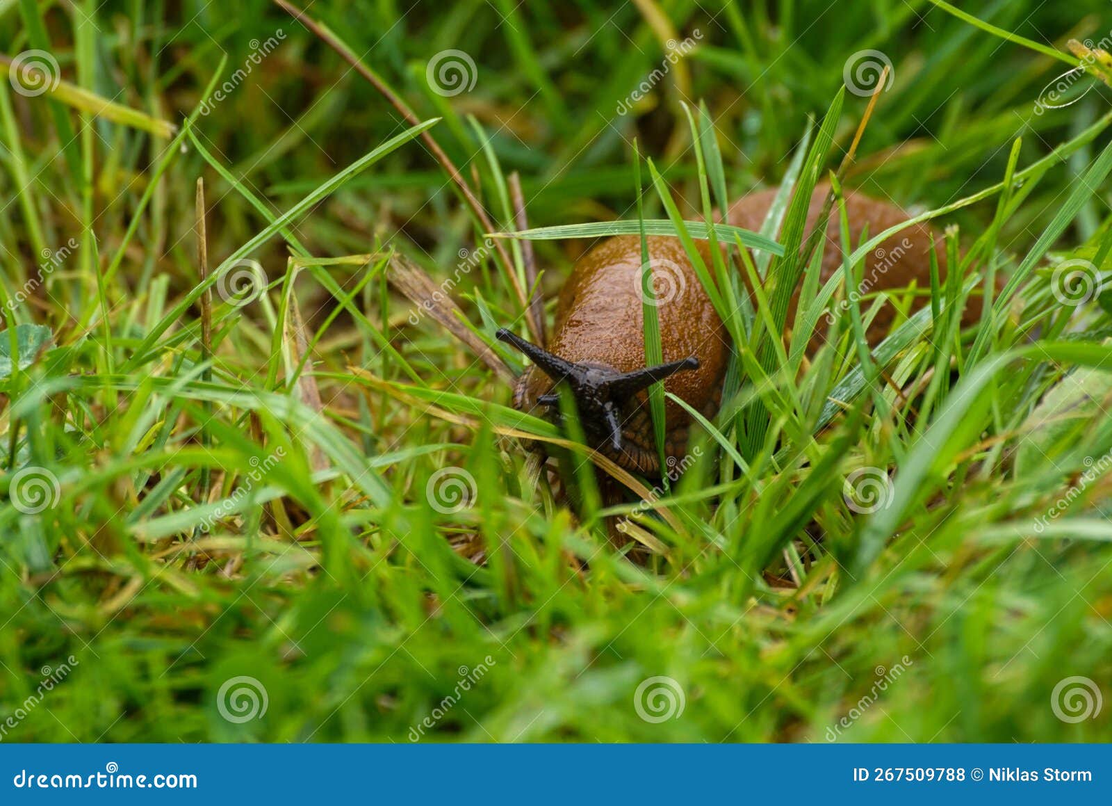 Close Up of a Snail on Grass Stock Photo - Image of snail, brown: 267509788