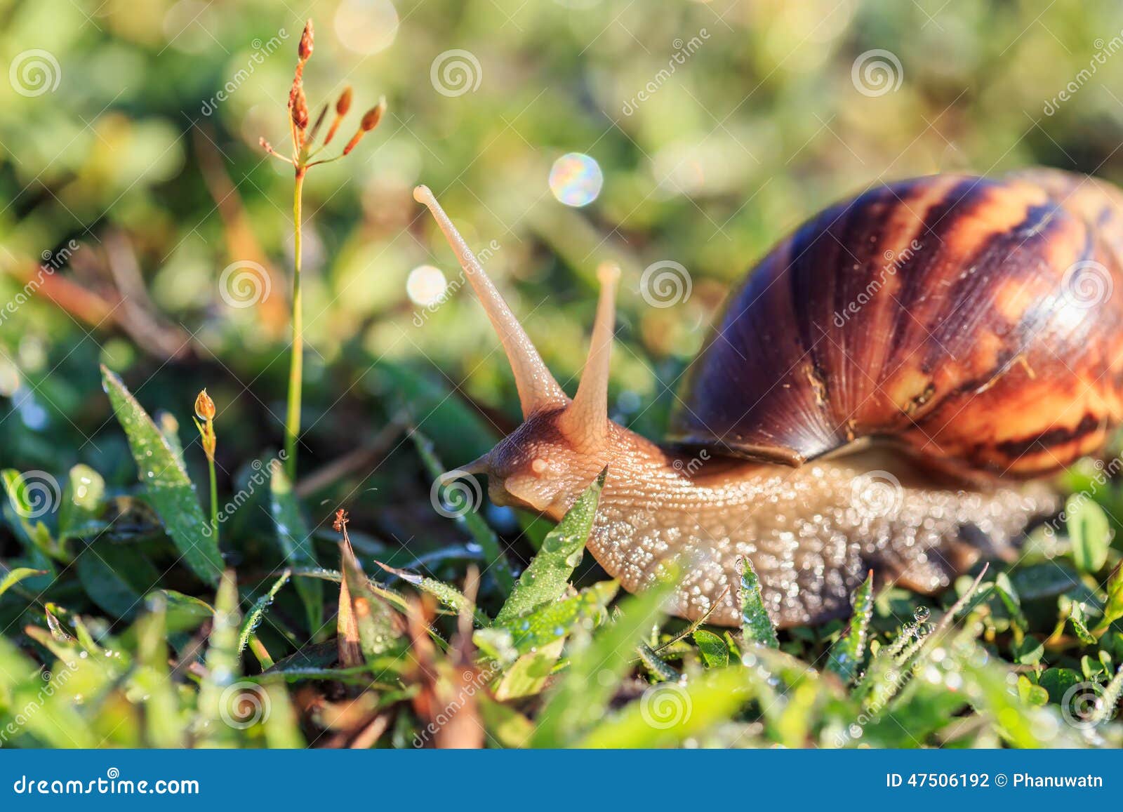 Close-up Of Snail In Nature Retreated In The Snail Shell Stock Image ...