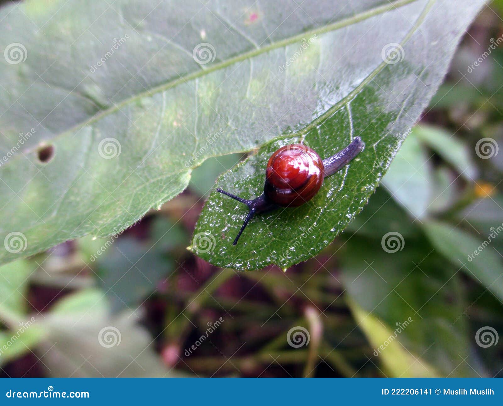Greenhouse Slug Isolated On White Background, Milax Gagates Royalty ...