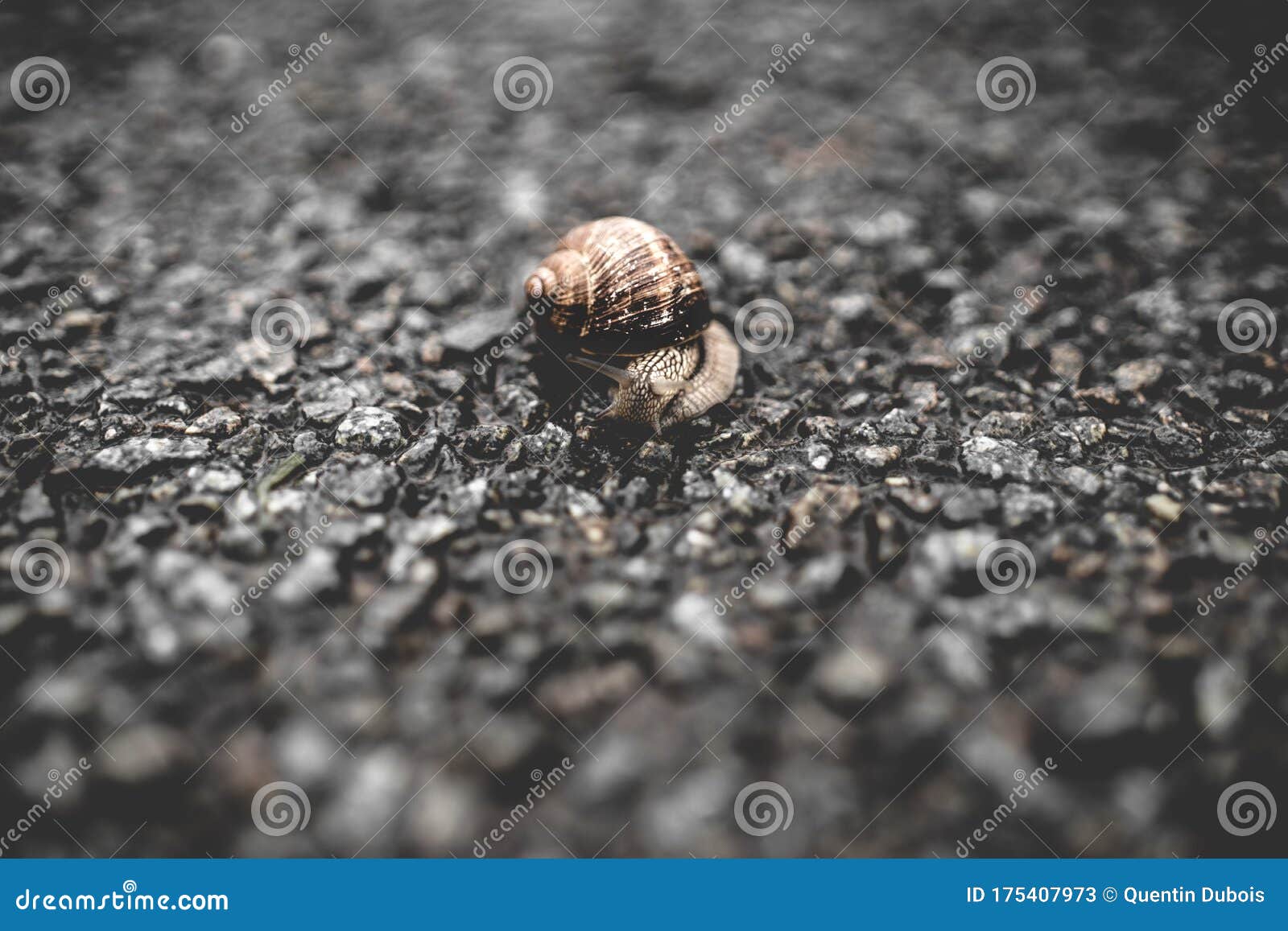 Close Up of a Snail on the Road Stock Image - Image of background ...