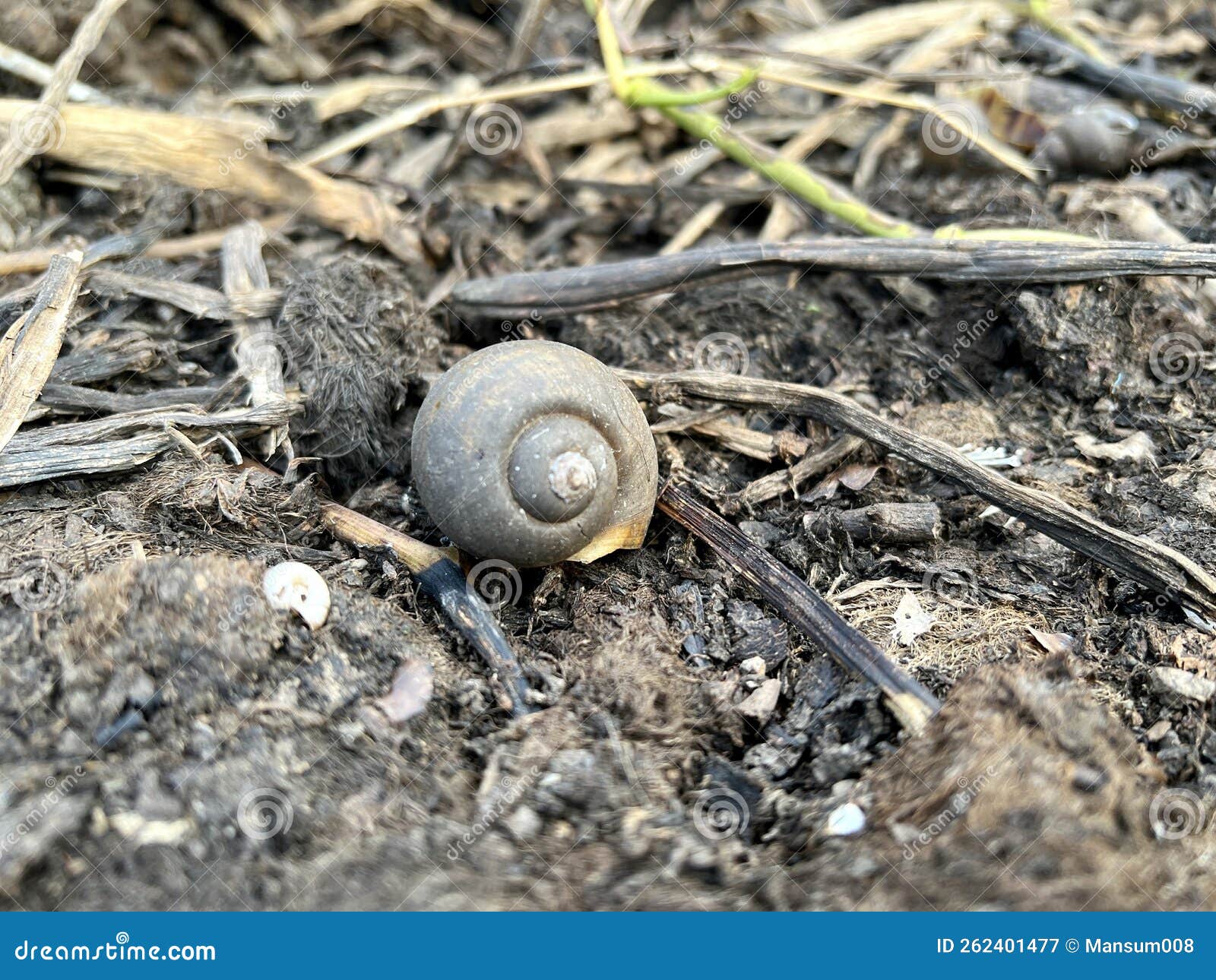 Snail on the ground stock image. Image of shell, plant - 262401477