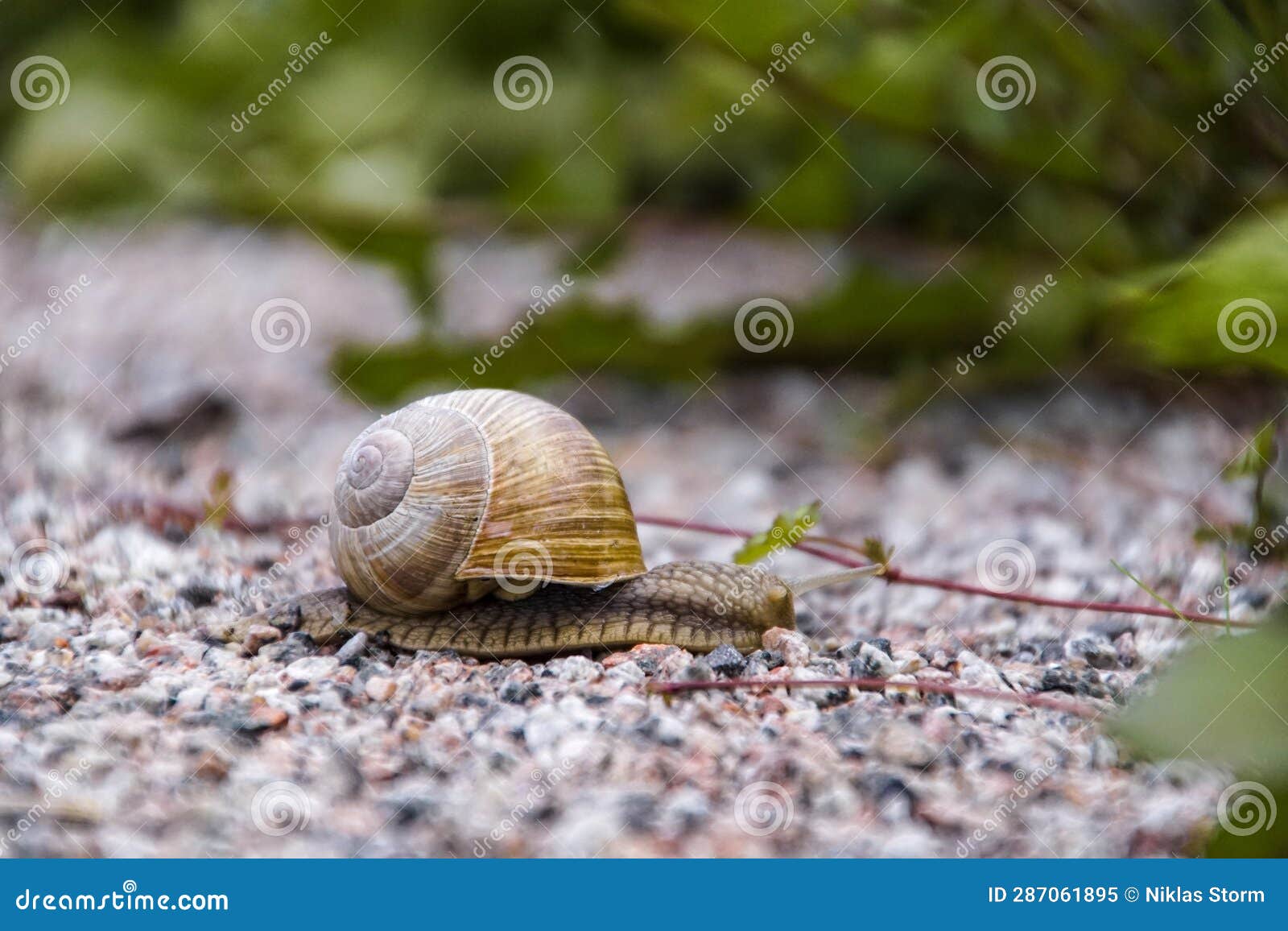 Close Up of Snail on Ground Stock Image - Image of closeup, person ...