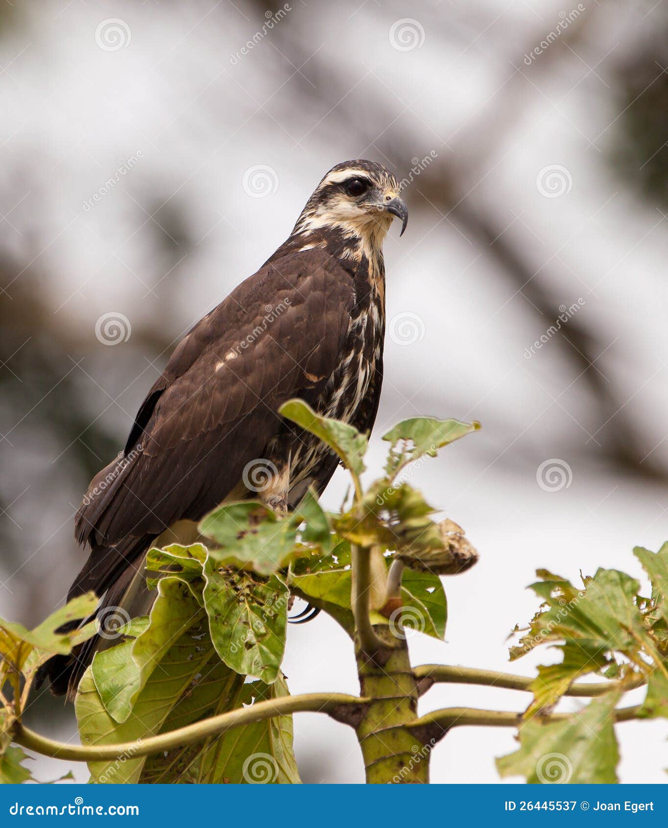 Close-up of a Snail Kite stock image. Image of bird, eating - 26445537