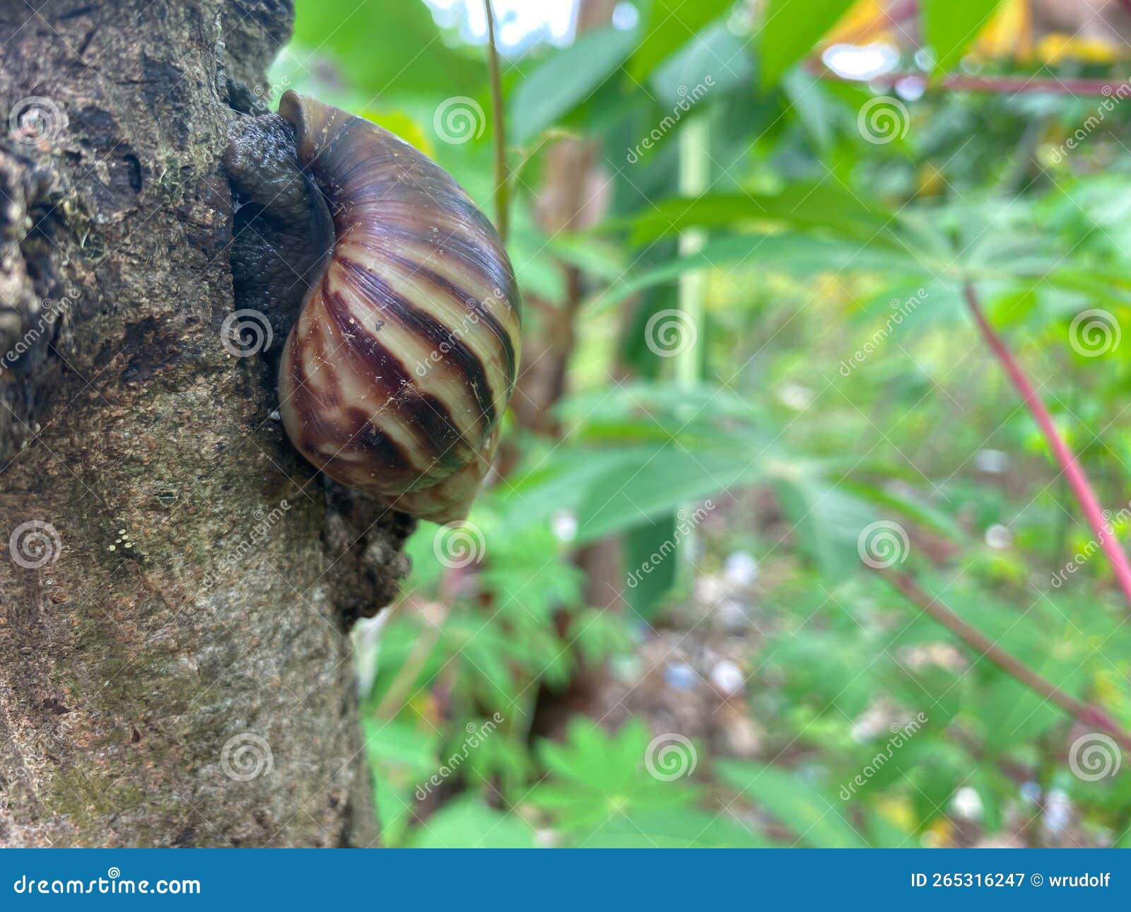 Close Up Snail Moving Slowly on a Log. Crawling Snail on a Log Plant ...