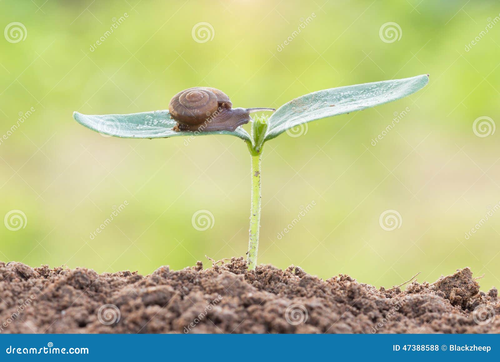 Close Up Snail on Seed Young Plant Stock Photo - Image of country ...