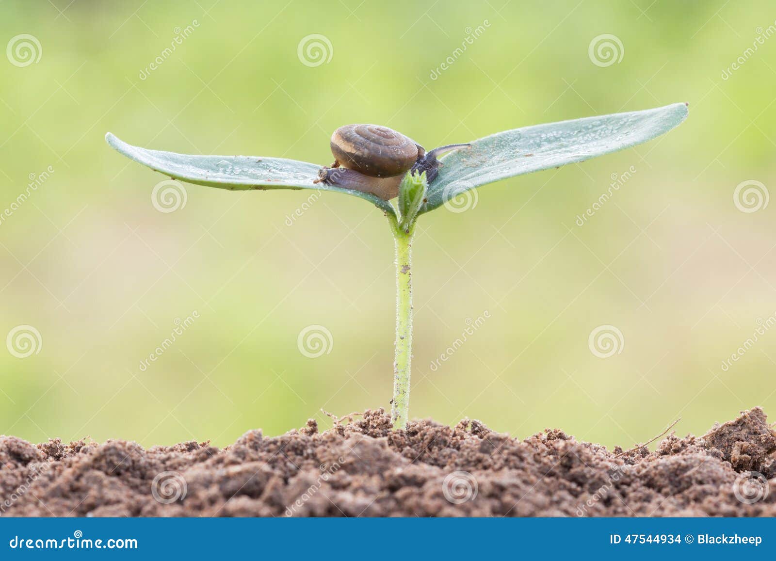 Close Up Snail on Seed Young Plant Stock Photo - Image of concept, root ...