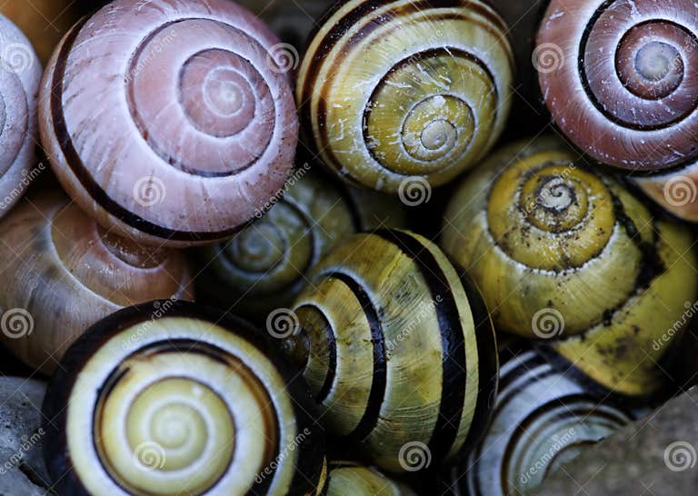 Close up of snail shell stock image. Image of snail, assortment - 5807571