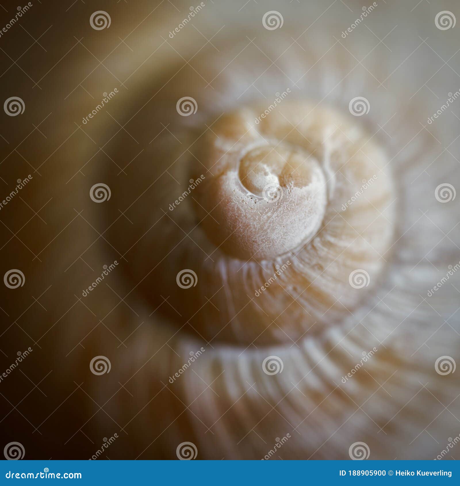 Close-up of an snail shell stock photo. Image of composition - 188905900