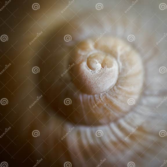 Close-up of an snail shell stock photo. Image of composition - 188905900
