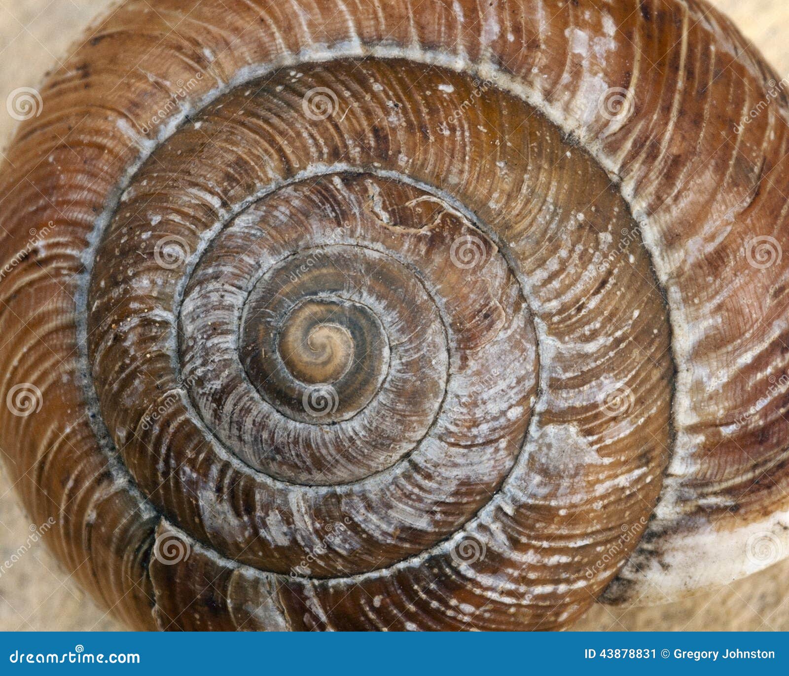 Close up of snail shell. stock image. Image of aspersum - 43878831