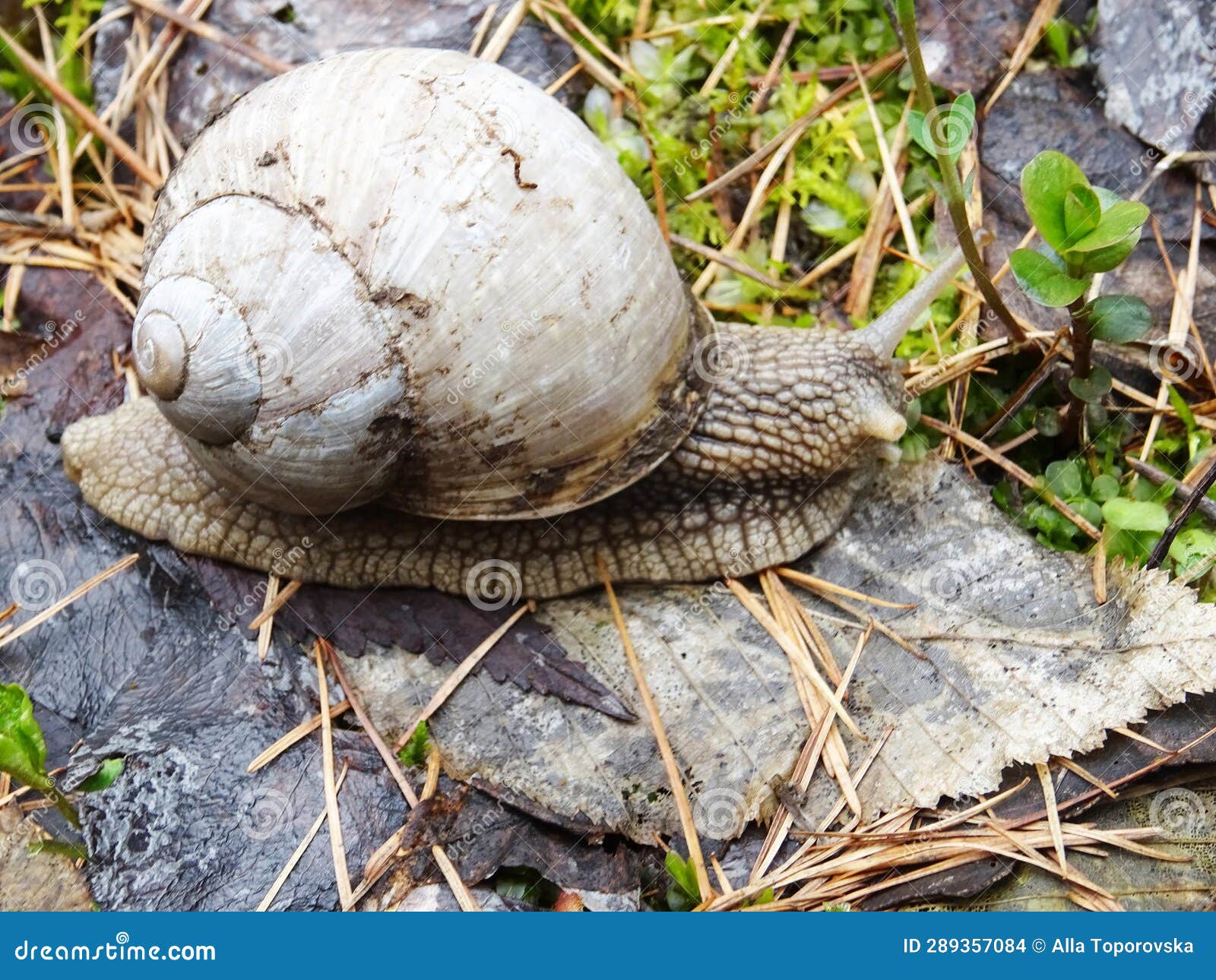 Close-up of a Snail Shell in Natural Conditions. a Large Shell in the ...