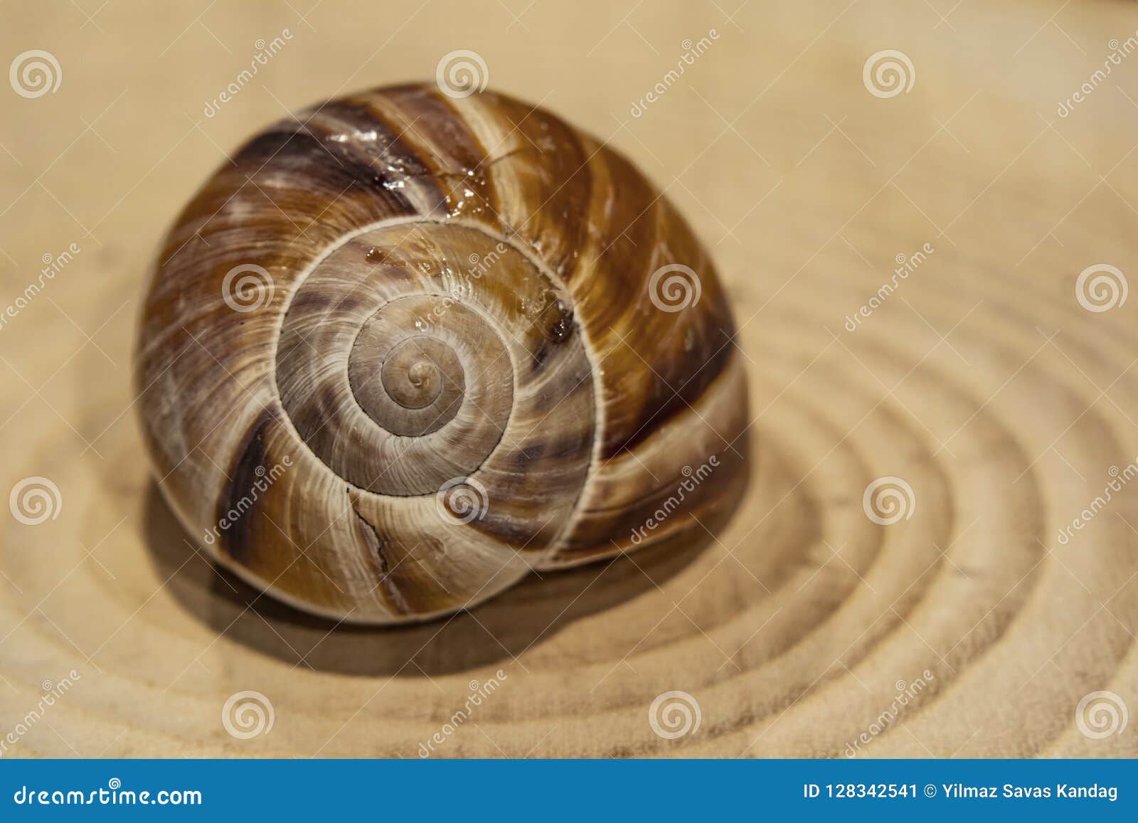 Close Up Snail Shell in Nature Stock Image - Image of mollusk, garden ...