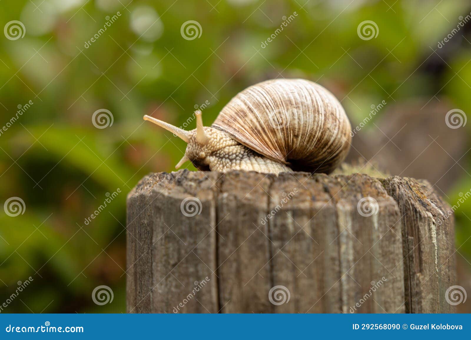 Close-up of a Snail with a Shell Sitting on an Old Log Stock Photo ...